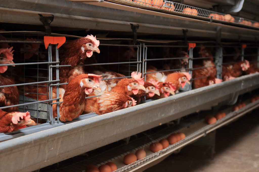 Notwane Poultry – Notwane Poultry